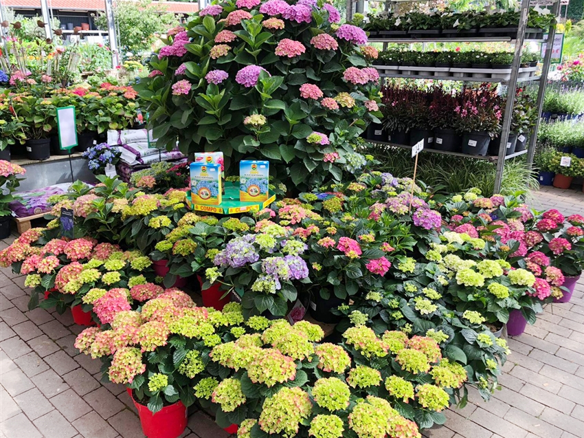 Baumschule im Gartencenter Köln nahe Dormagen