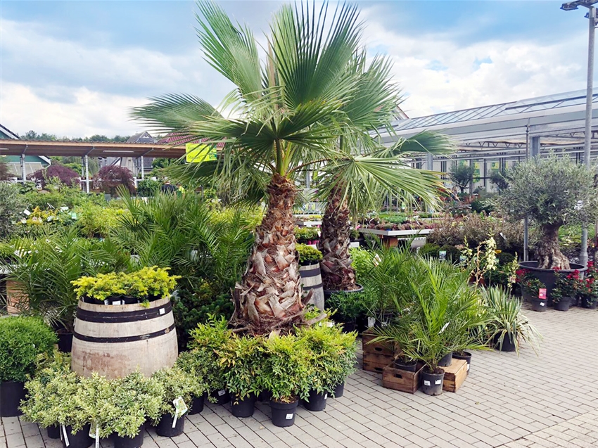 Baumschule im Gartencenter Köln nahe Dormagen