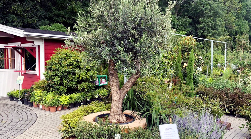 Baumschule im Gartencenter Köln nahe Dormagen