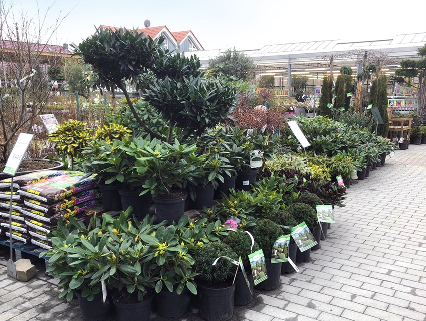 Baumschule im Gartencenter Köln nahe Dormagen