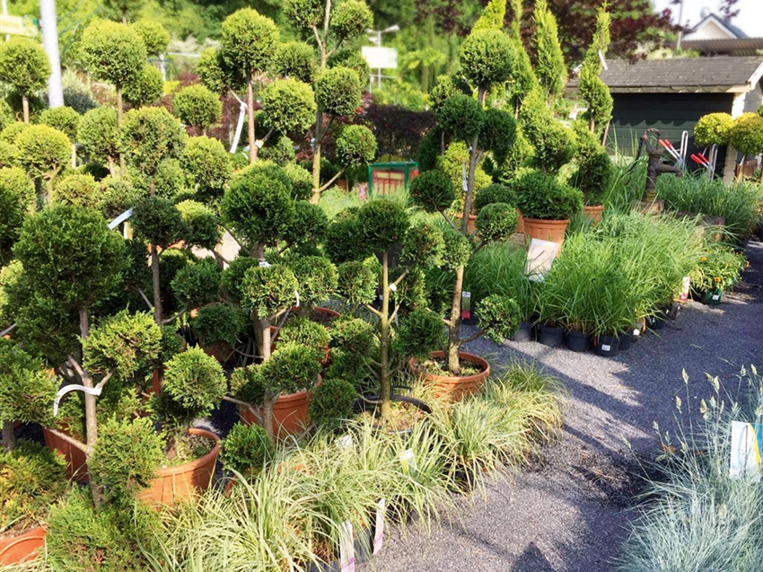 Baumschule im Gartencenter Köln nahe Dormagen